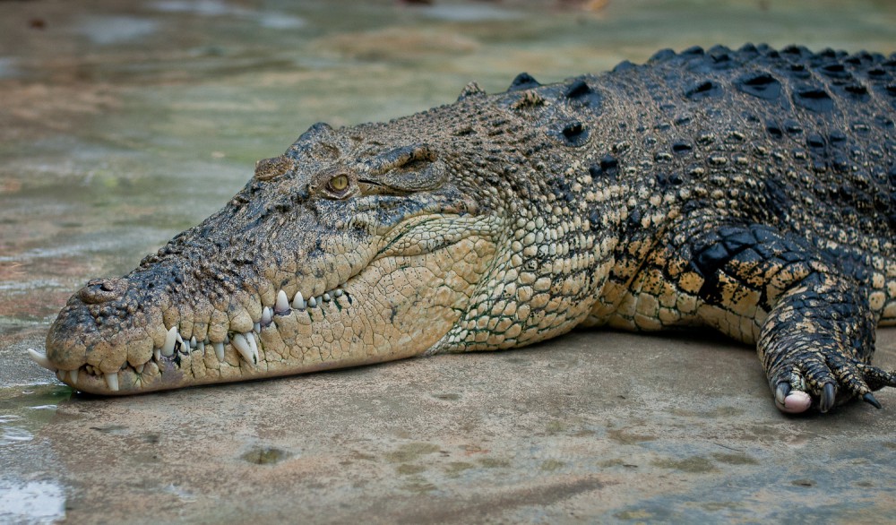 Crocodile Adventureland Langkawi | The Largest Crocodile Adventureland ...